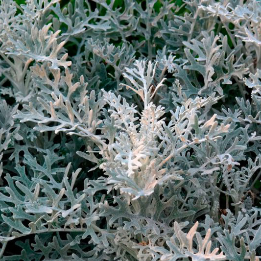 Produtos – Vasco Pinto