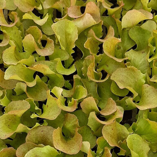 Produtos – Vasco Pinto