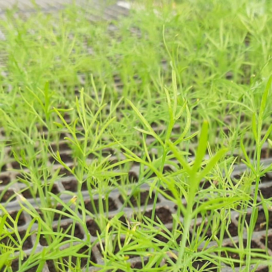 Produtos – Vasco Pinto