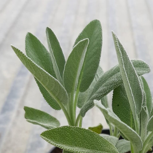 Produtos – Vasco Pinto