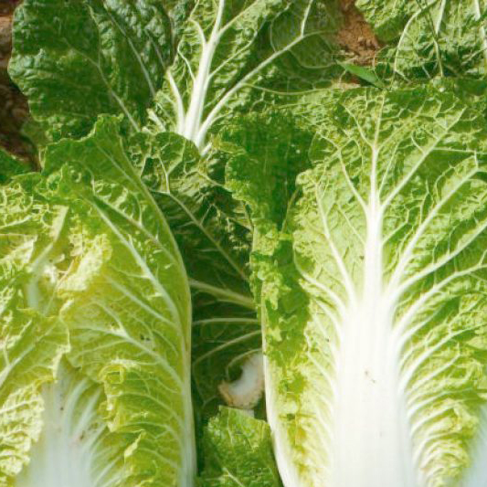 Produtos – Vasco Pinto