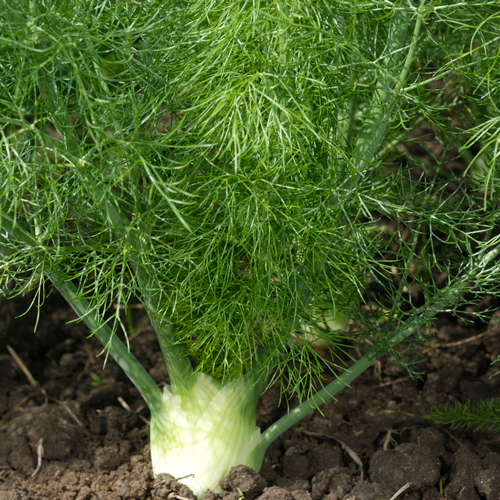 Produtos – Vasco Pinto