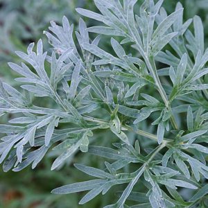 Vasco Pinto – Agricultura Biológica Certificada